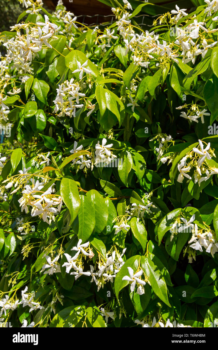 White jasmine autumn hi-res stock photography and images - Alamy