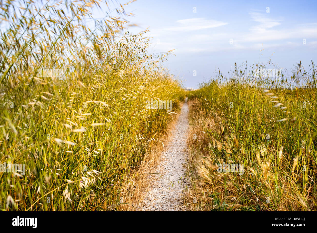 Common wild oat (Avena fatua) growing on the side of a narrow walking ...