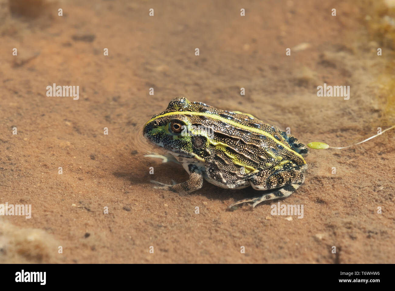 young frog Bullfrog, Namibia Africa wilderness Stock Photo - Alamy