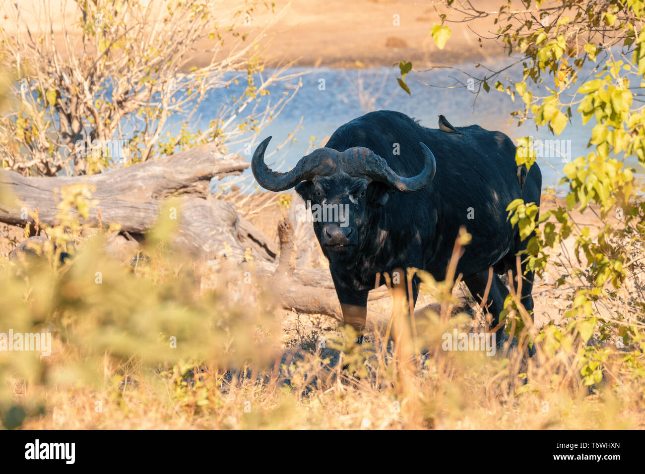 Cape Buffalo at Chobe, Botswana Africa safari wildlife Stock Photo - Alamy
