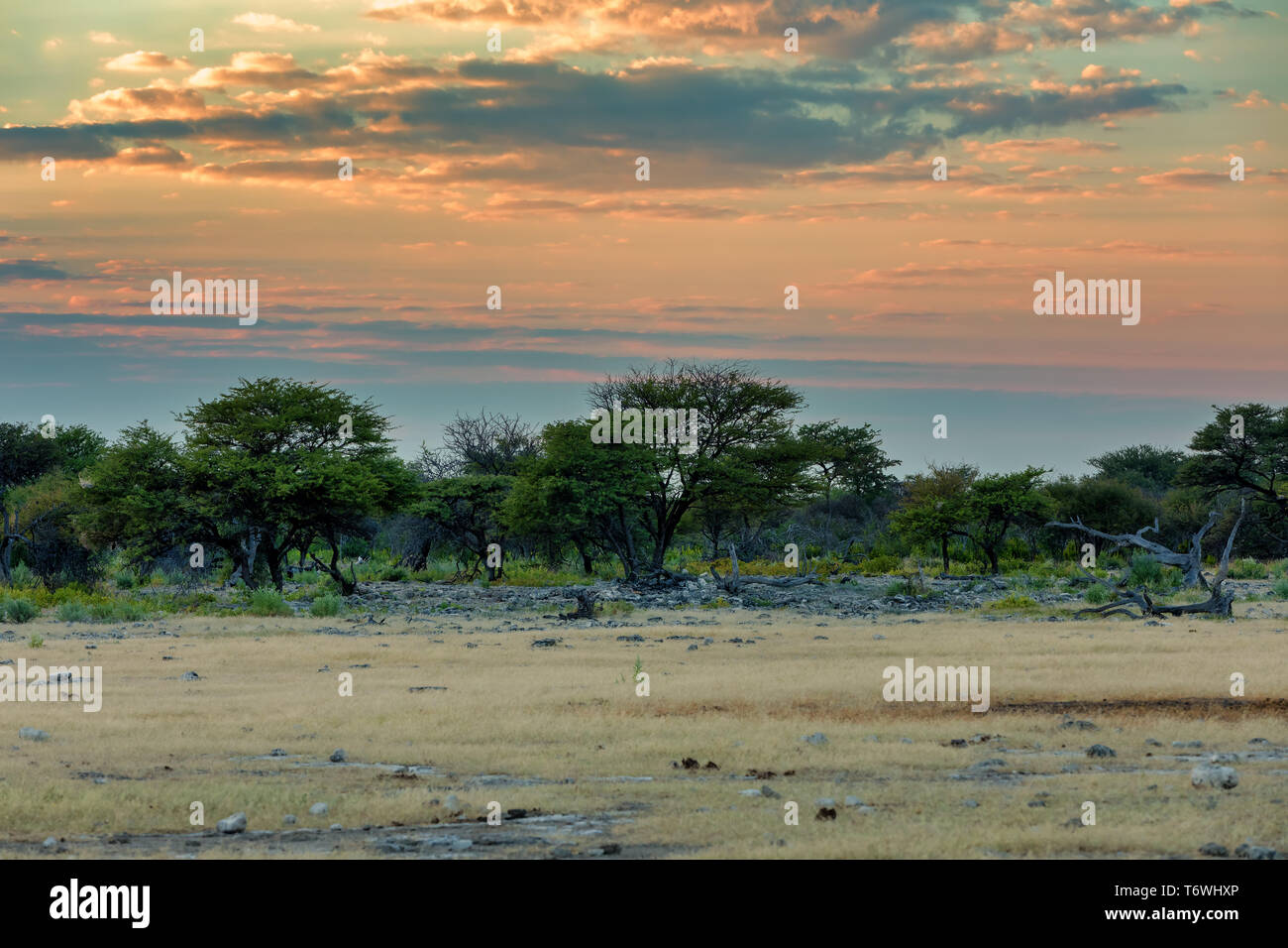 Etosha landscape Namibia Africa wilderness Stock Photo - Alamy