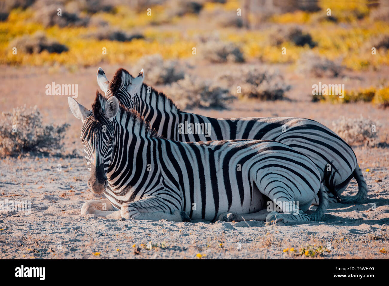 Zebra in bush, Namibia Africa wildlife Stock Photo - Alamy