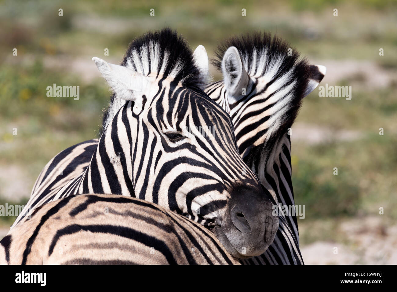 zebra calf in Etosha Namibia wildlife safari Stock Photo - Alamy