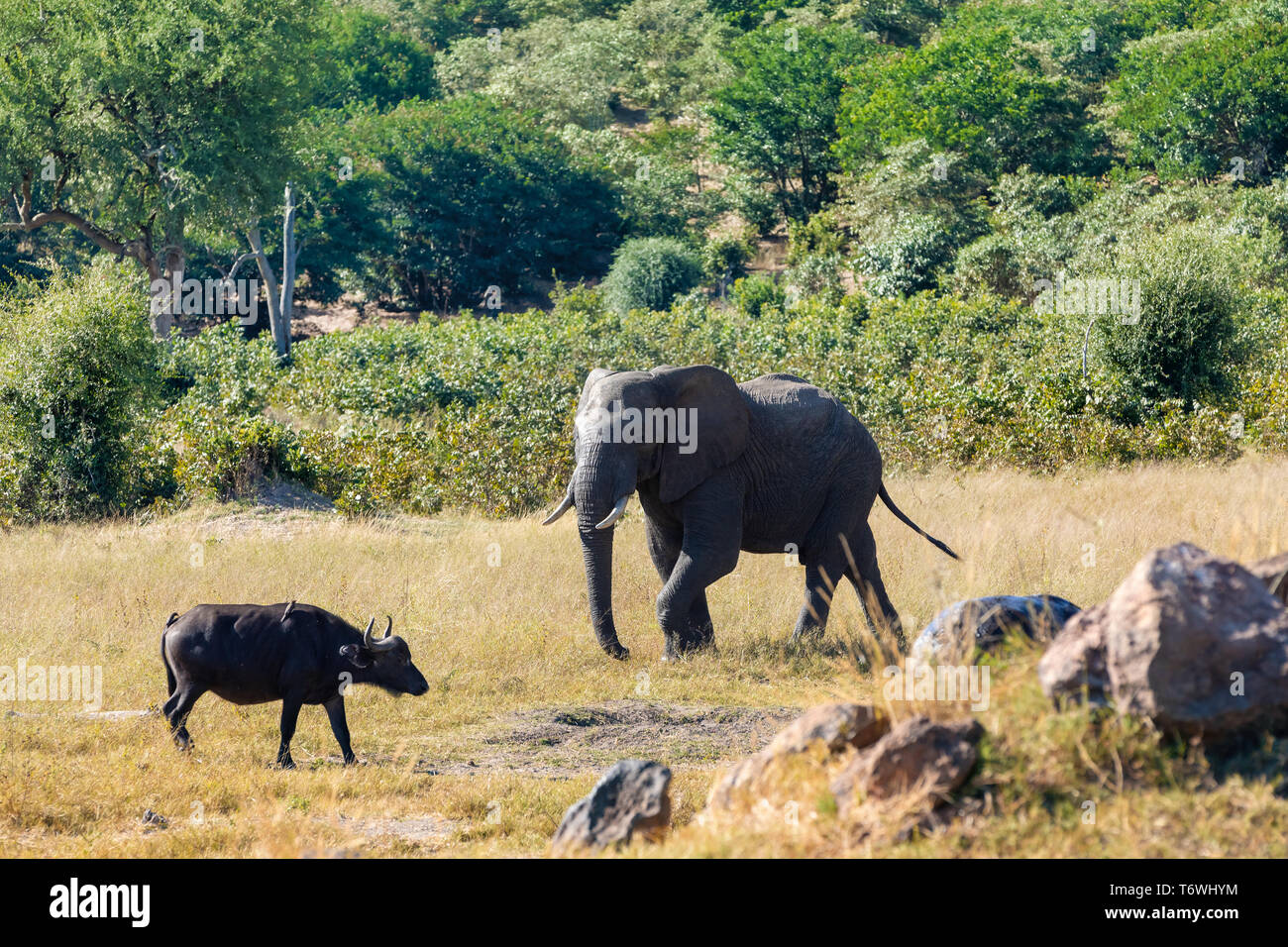 elephant and Cape Buffalo, Africa safari wildlife Stock Photo - Alamy