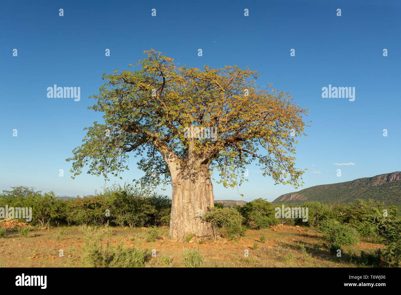 Baobab big tree namibia hi-res stock photography and images - Alamy