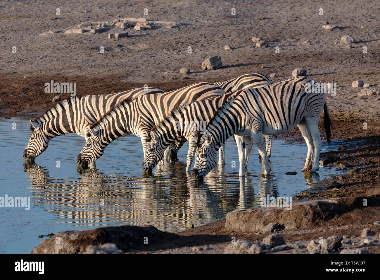 zebra reflection in Etosha Namibia wildlife safari Stock Photo - Alamy