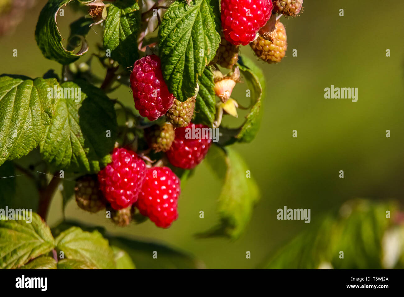Red autumn raspberries in green bush Stock Photo - Alamy