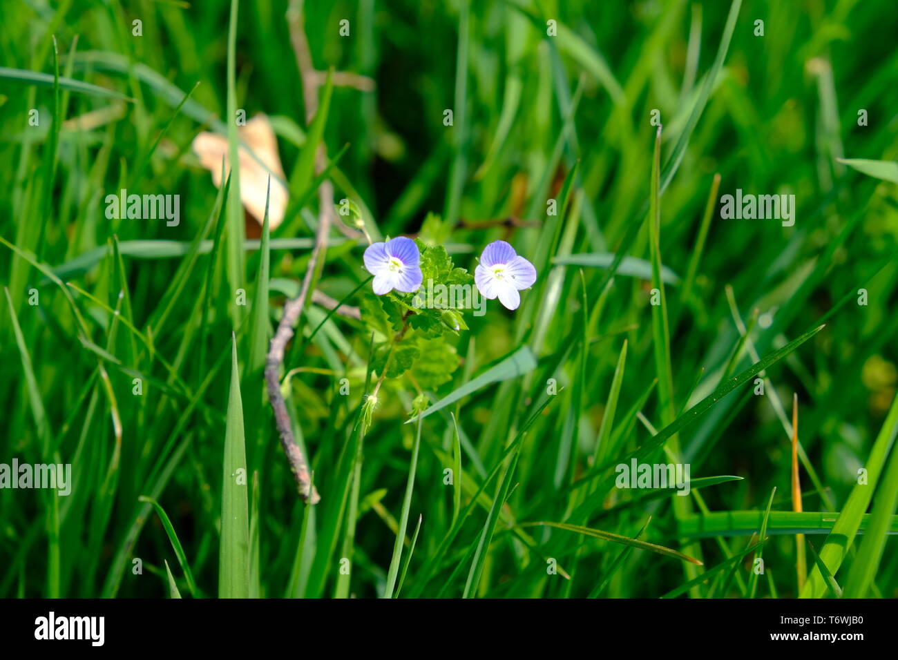 COMMON FIELD-SPEEDWELL (Veronica persica Stock Photo - Alamy