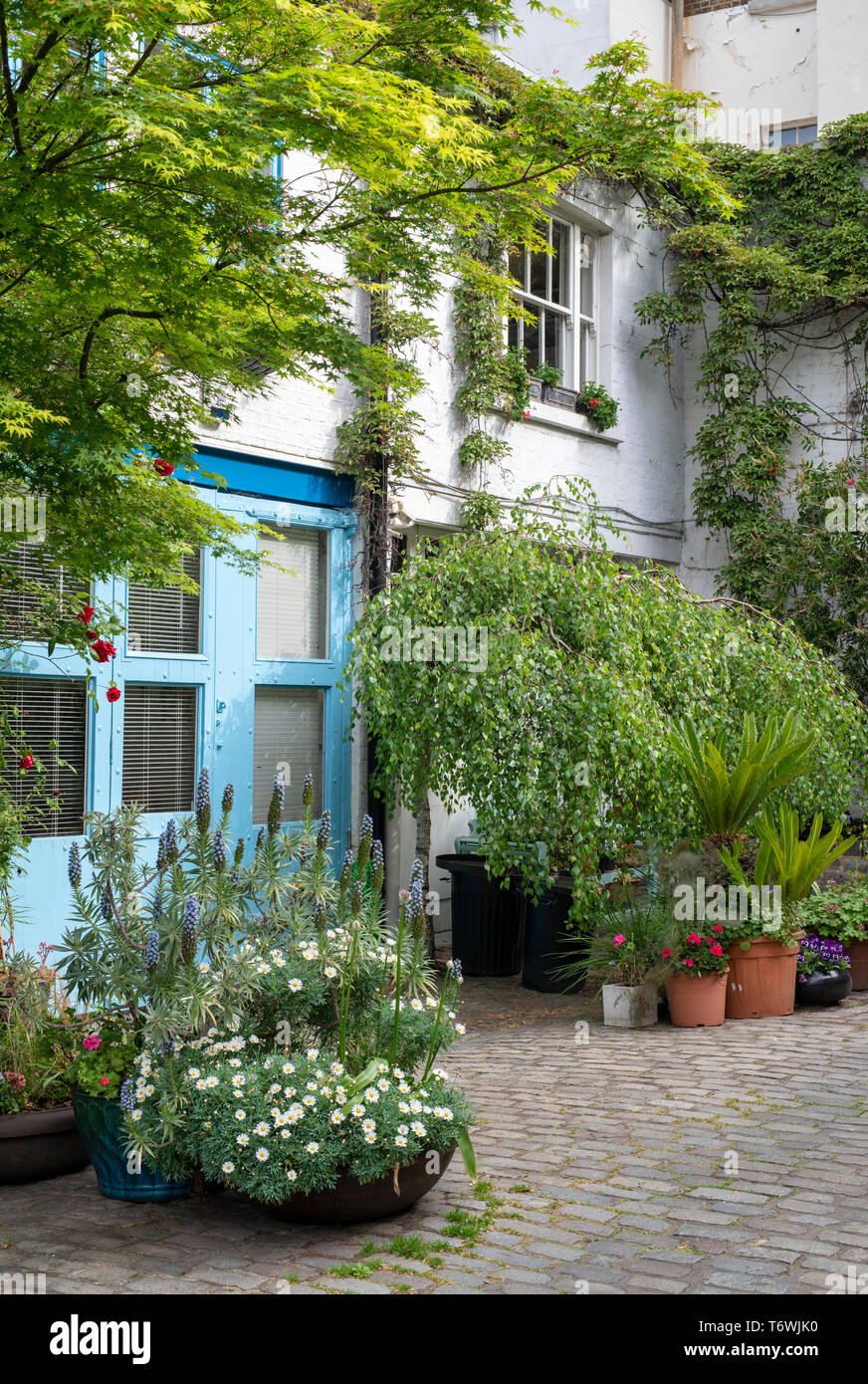 Houses and small trees and shrubs in containers in Bathurst Mews, Hyde ...