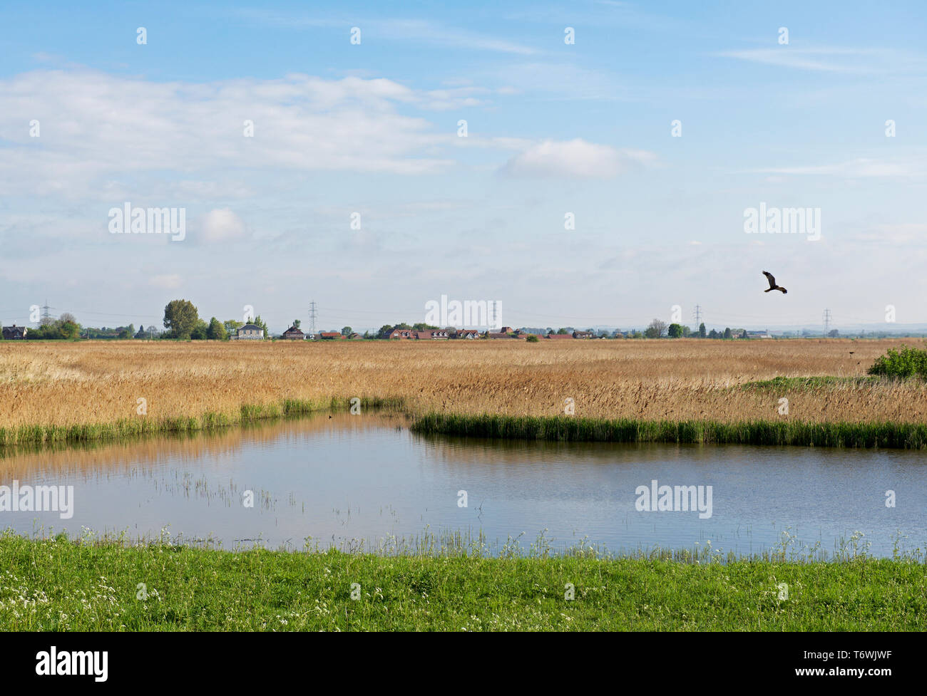 Blacktoft Sands, RSPB Nature Reserve, East Yorkshire, England UK Stock ...