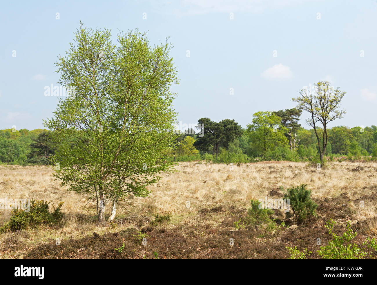 Skipwith Common National Nature Reserve, North Yorkshire, England UK ...