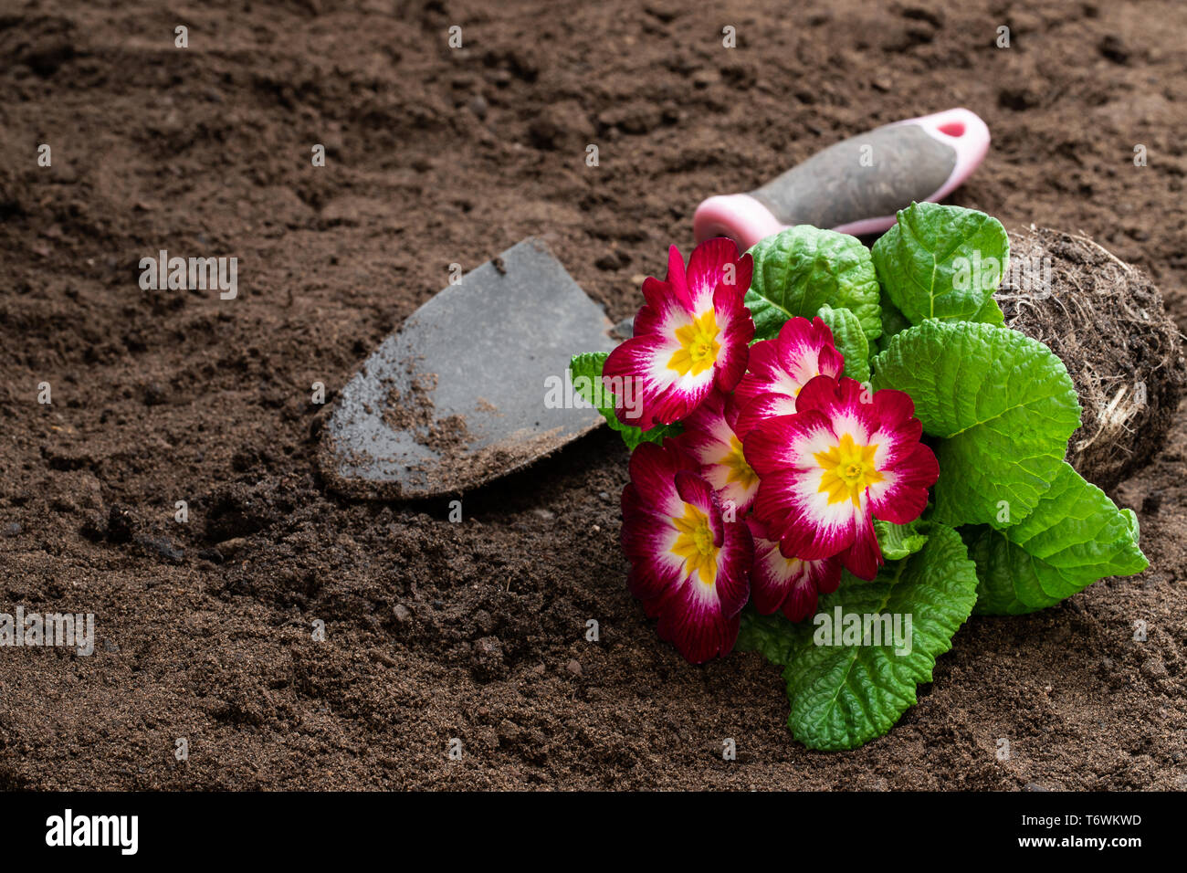 Colorful Primulas flower on soil. Ready for planting Stock Photo - Alamy