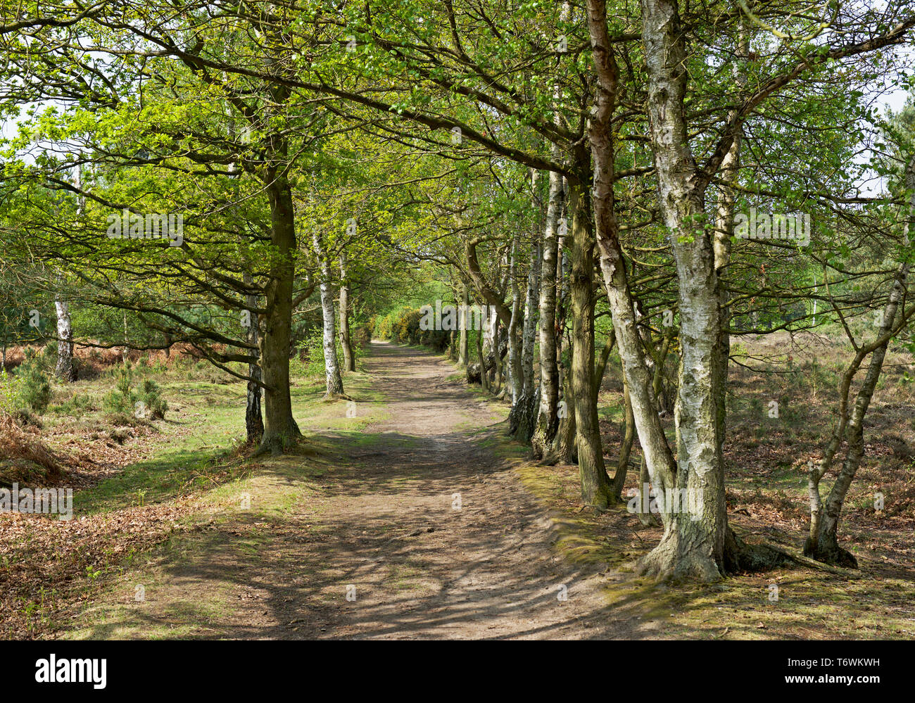 Tree-lined path, Skipwith Common National Nature Reserve, North ...