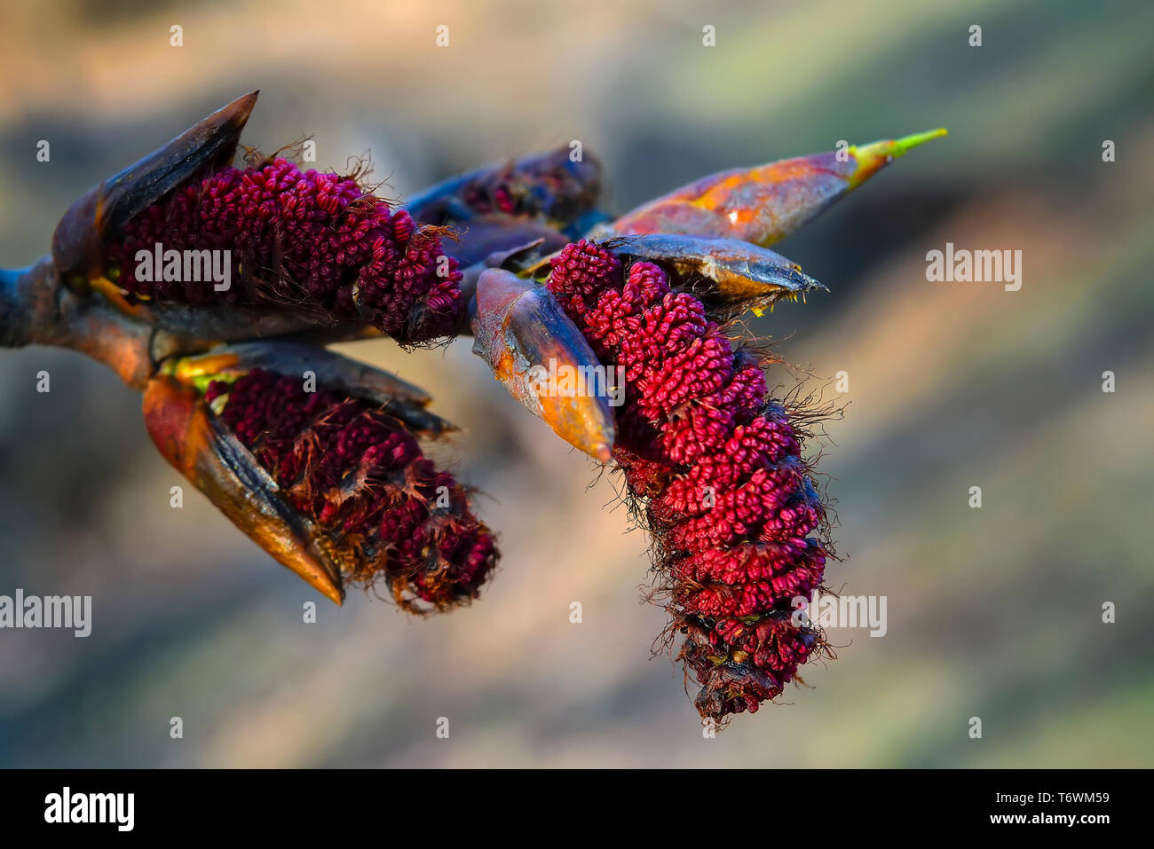 Foliage populus canadensis hi-res stock photography and images - Alamy