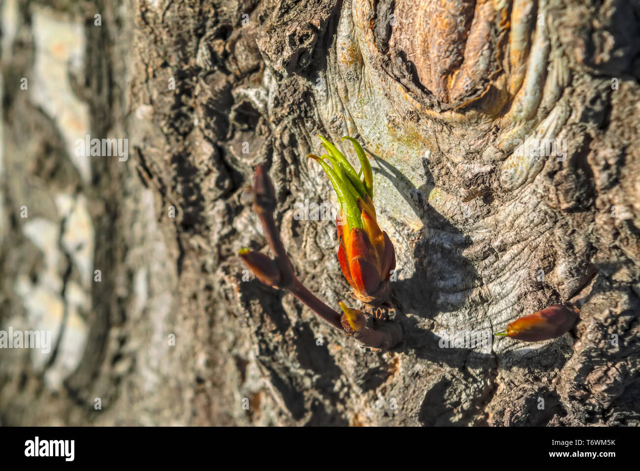 Branch poplar blossoming buds hi-res stock photography and images - Alamy