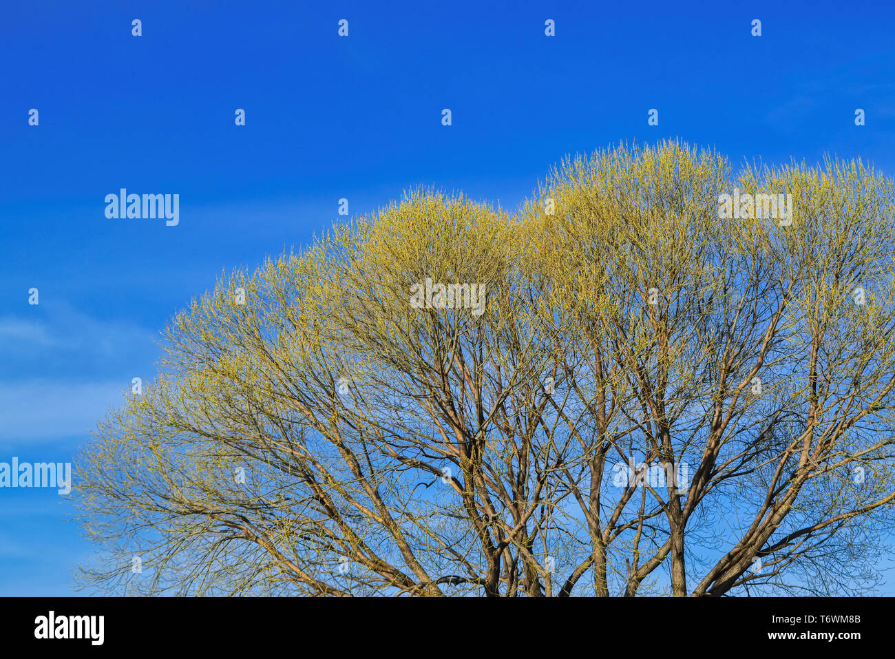 Salix fragilis leaf hi-res stock photography and images - Alamy