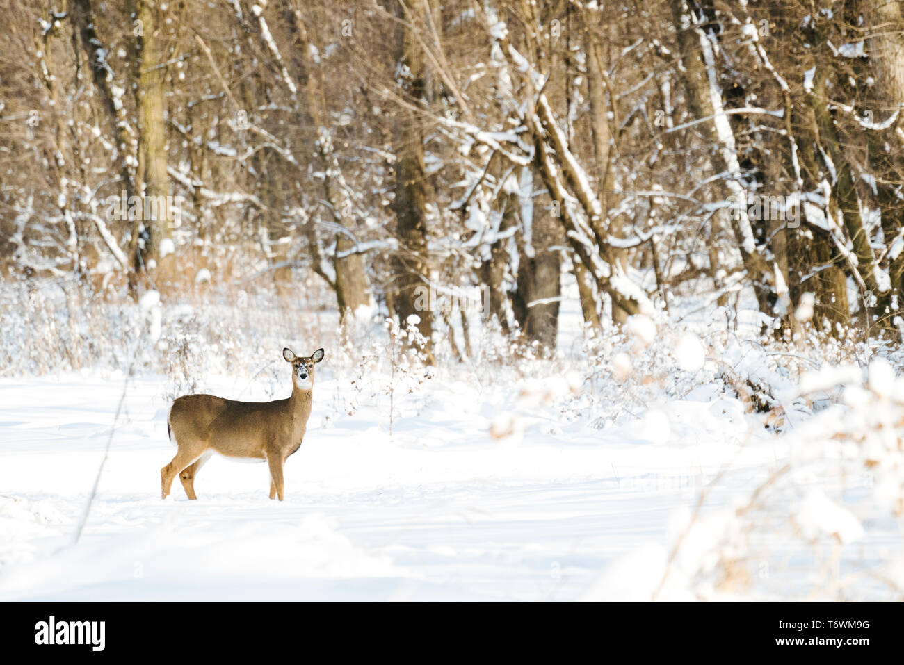 Straight on view of a white-tailed deer standing in a snowy forest ...