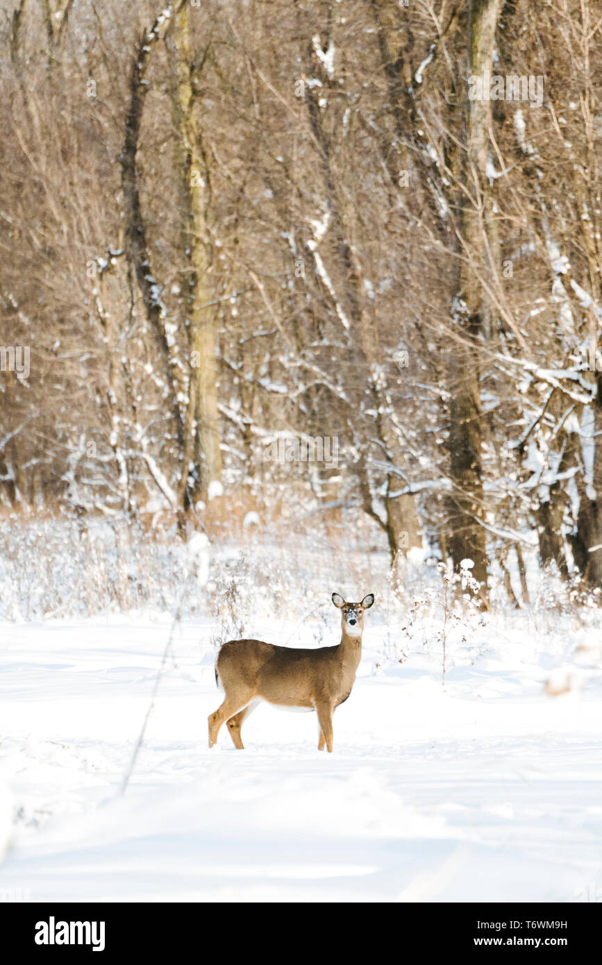 Straight on portrait of a white-tailed doe in a snow-filled forest ...