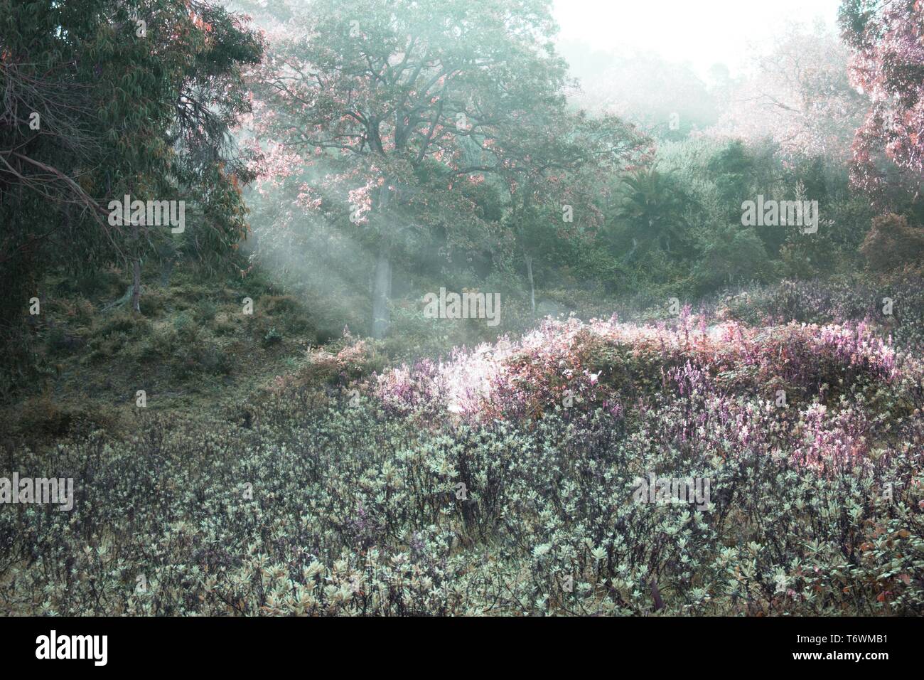The beauty of nature in Rumailat Park in Tanger city, north of Morocco ...