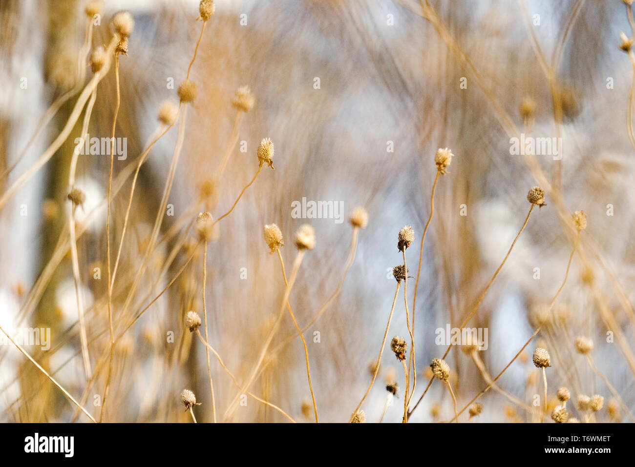 Detail of a dry plant in the forest Stock Photo - Alamy