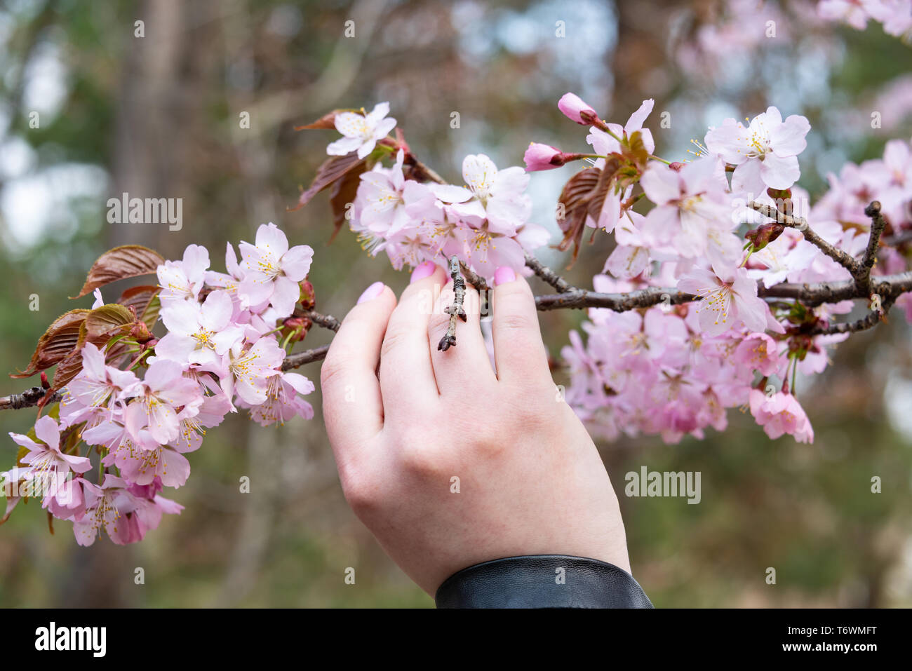 Sakura blossom in spring in the park. Female hand with a pink manicure ...