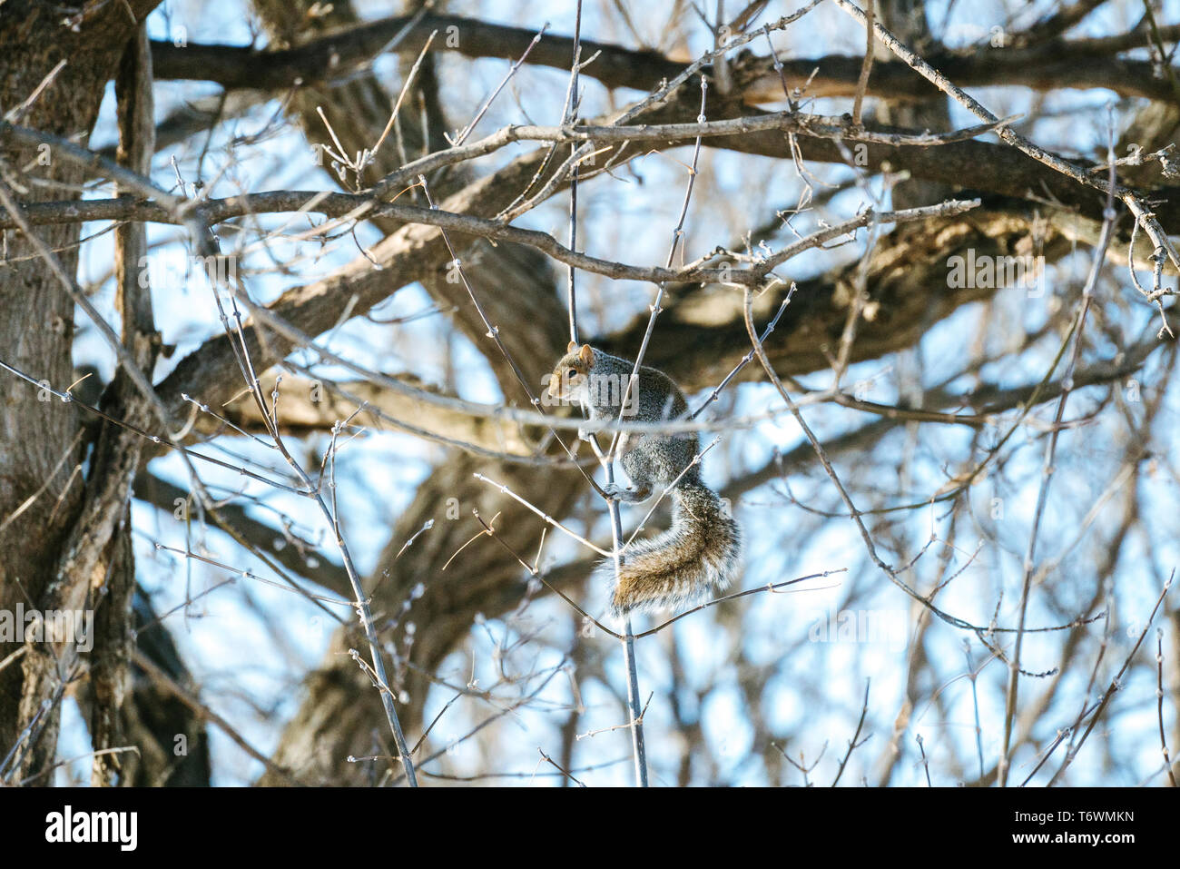 Side view of a Gray Squirrel balancing on a bare tree branch Stock ...