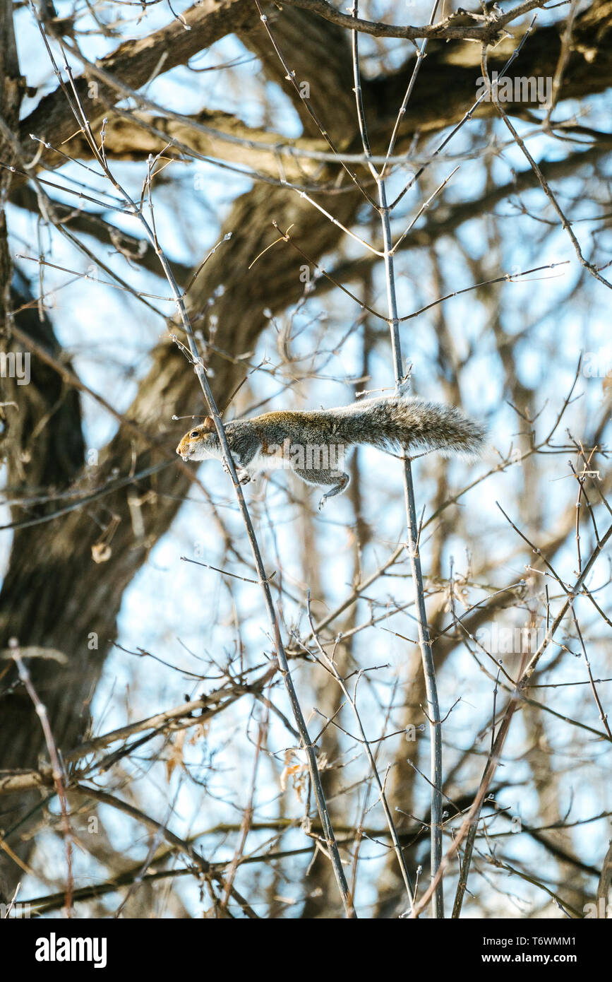 Side view of a gray squirrel balancing between two branches Stock Photo ...