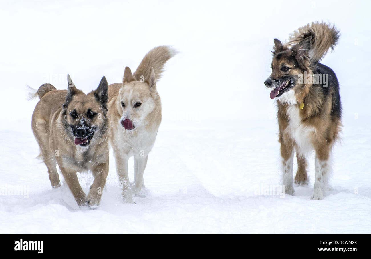 Three dogs playing outside Stock Photo - Alamy