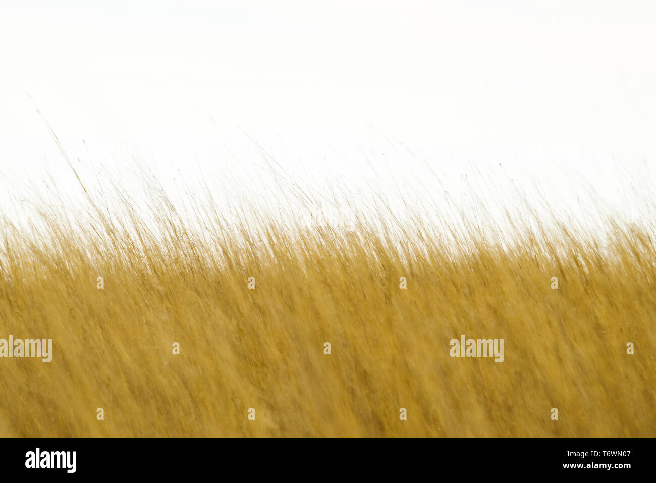 Scenic view of a tall grass field Stock Photo - Alamy
