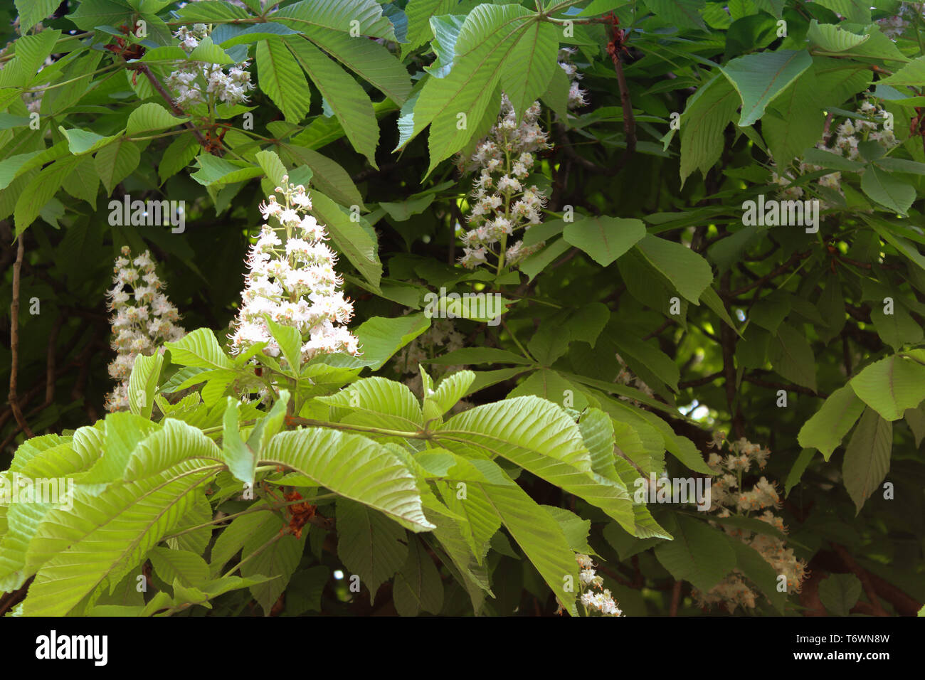Chestnut tree with blossoming spring flowers Stock Photo - Alamy