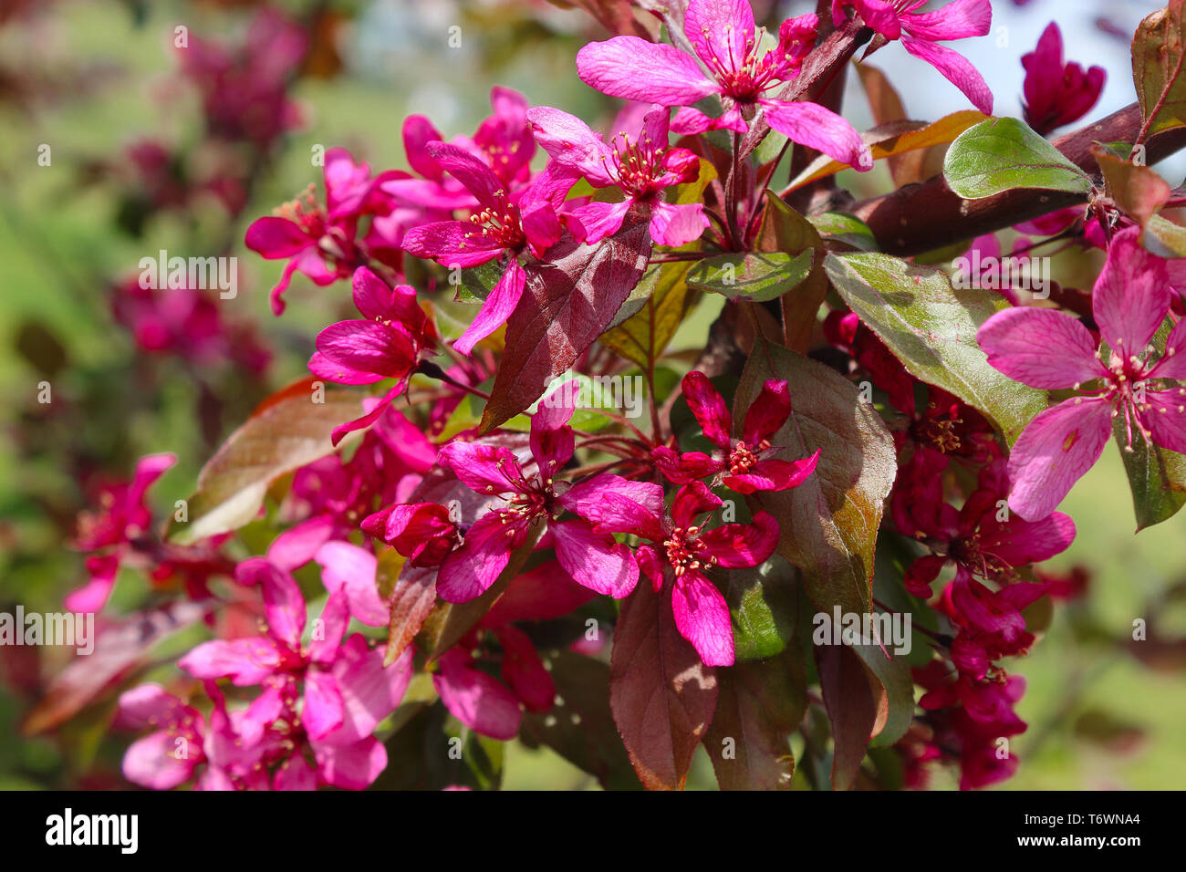 Malus royalty apple tree. deep red foliage on Malus Royalty tree ...