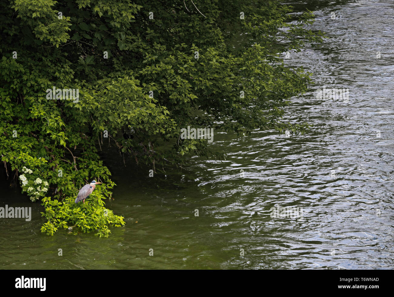 Muddy river after rain on hi-res stock photography and images - Alamy