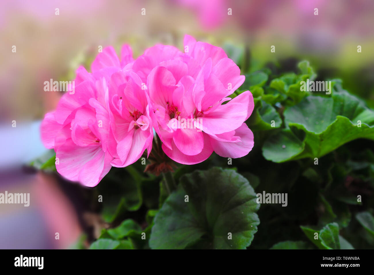pink geranium, Geranium Zonal, Pelargonium hortorum with pink flowers ...
