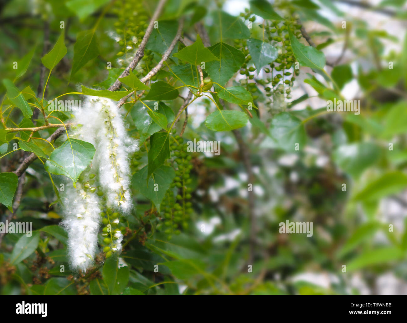 poplar fluff and poplar leaves on branch Stock Photo - Alamy