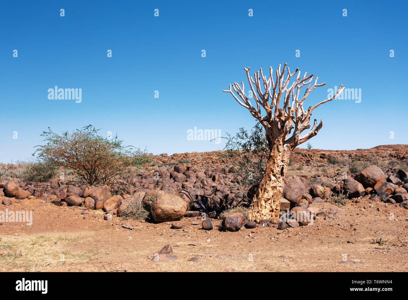 Aloidendron dichotomum, aloe tree, Namibia wilderness Stock Photo - Alamy