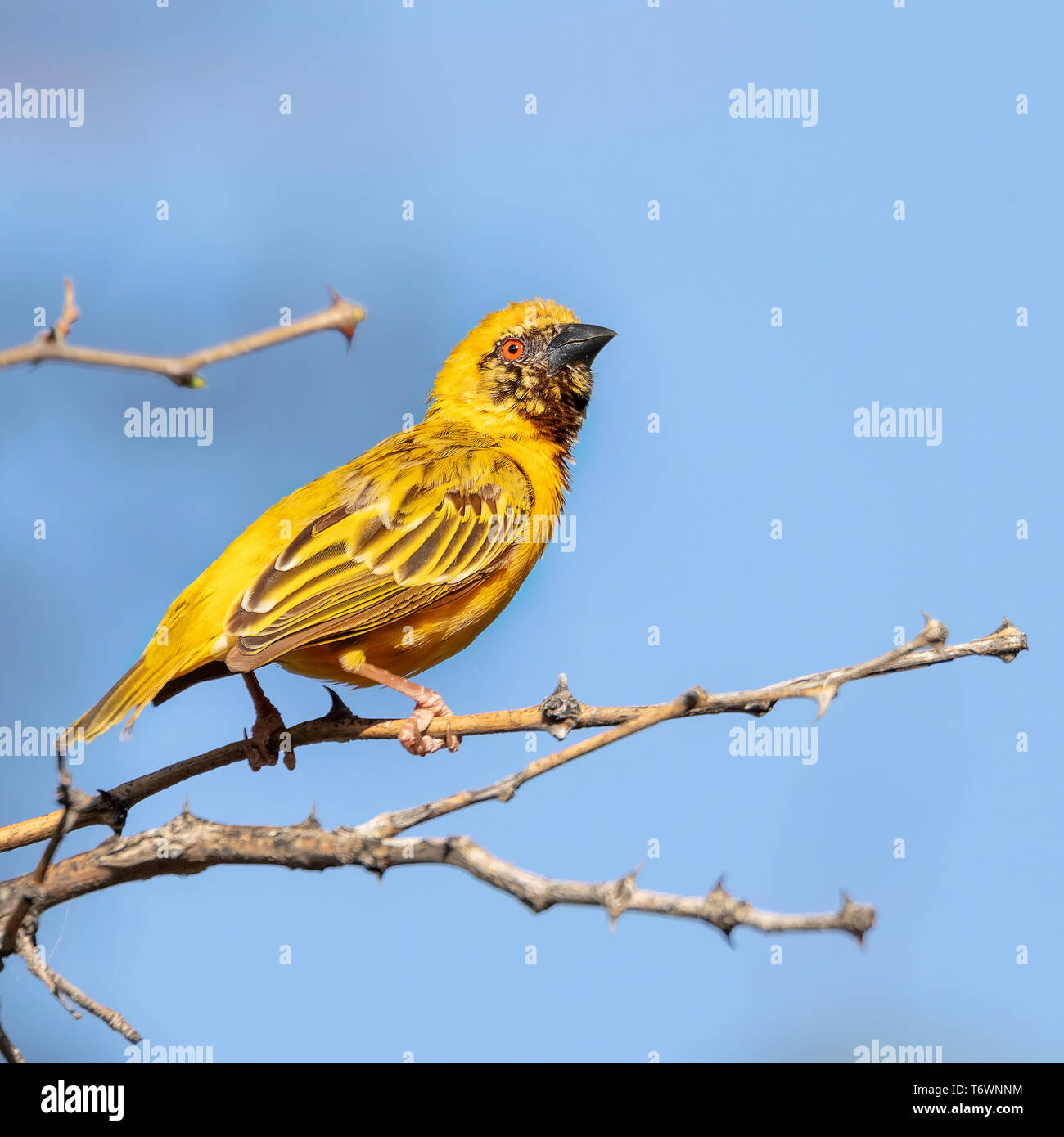 African masked weaver, africa Wildlife Stock Photo - Alamy