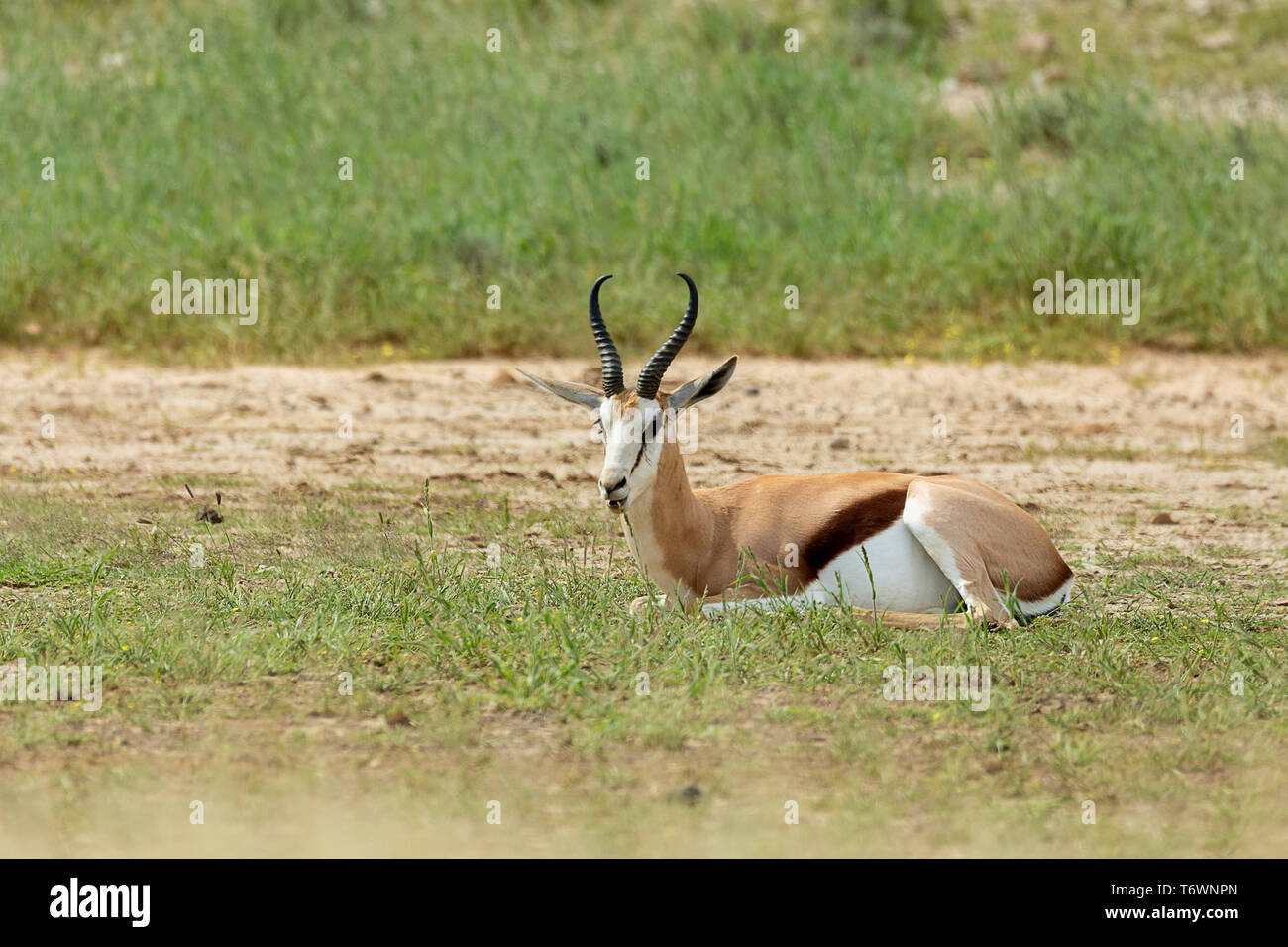 Springbok in kalahari, South Africa wildlife Stock Photo - Alamy