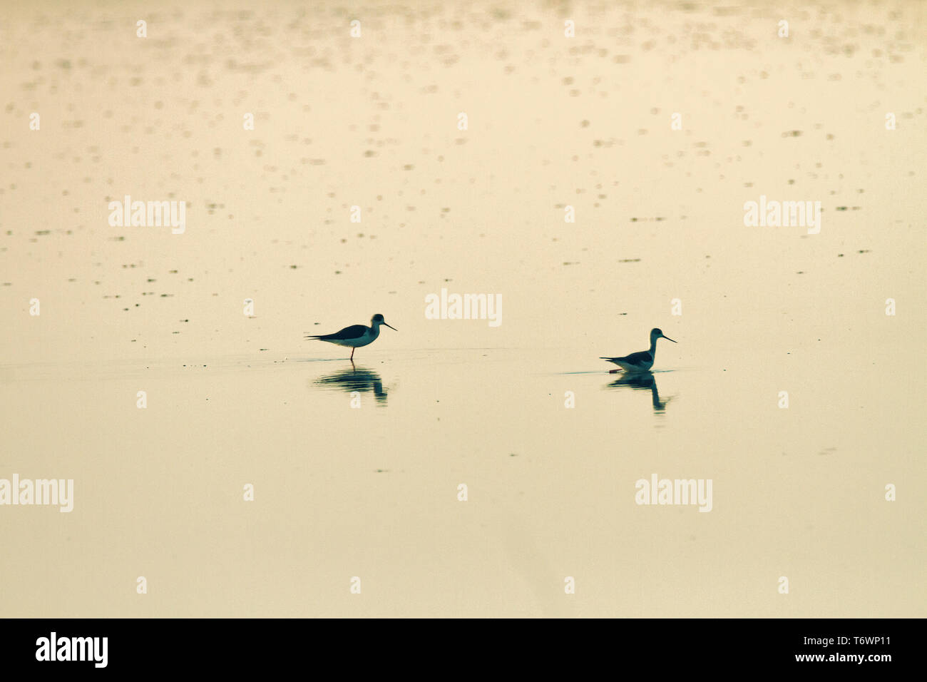 Shore birds wading in the shallow water Stock Photo - Alamy