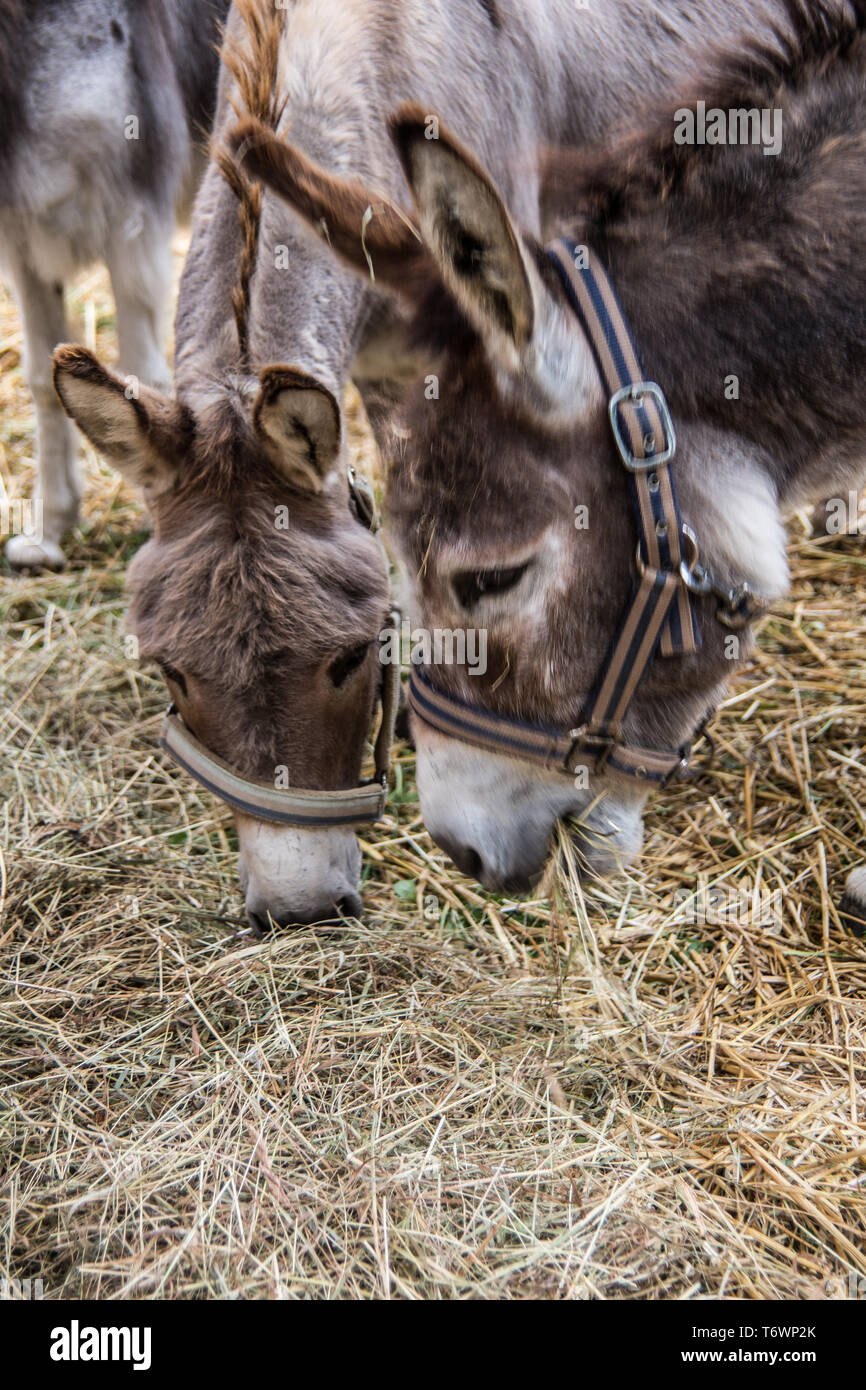 Odd toed hoofed mammals hi-res stock photography and images - Alamy