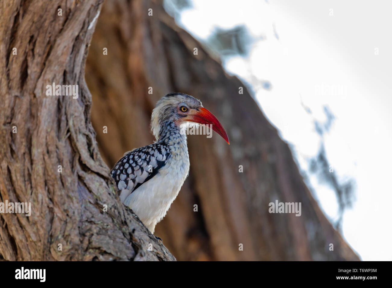 bird red-billed hornbill, Namibia, Africa wildlife Stock Photo - Alamy