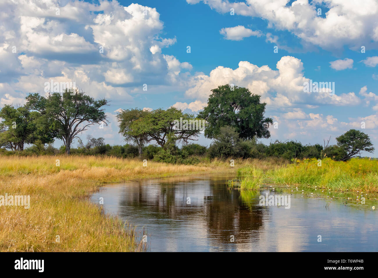 Typical african grass hi-res stock photography and images - Alamy