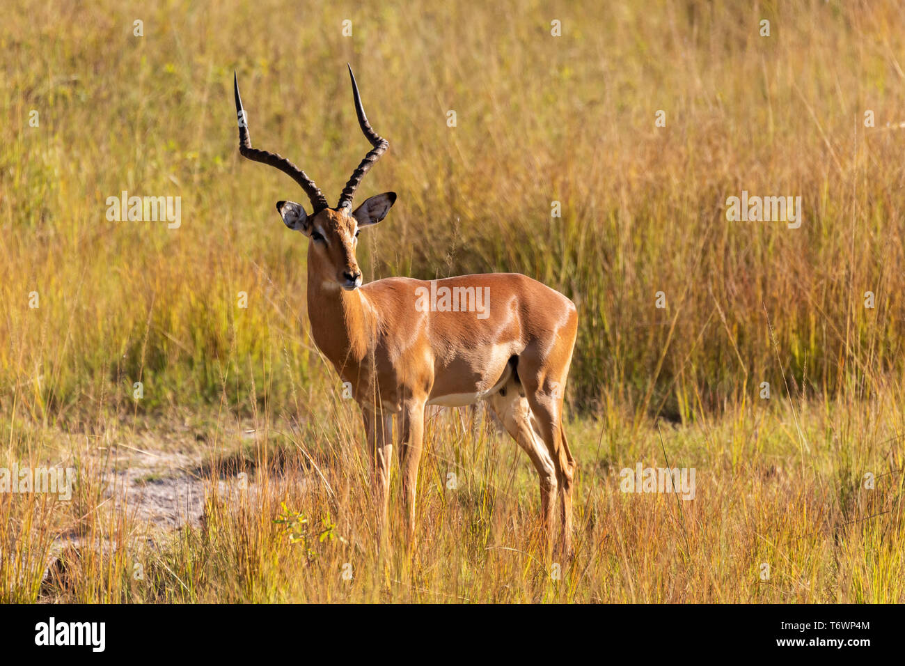 Impala antelope Namibia, africa safari wildlife Stock Photo - Alamy