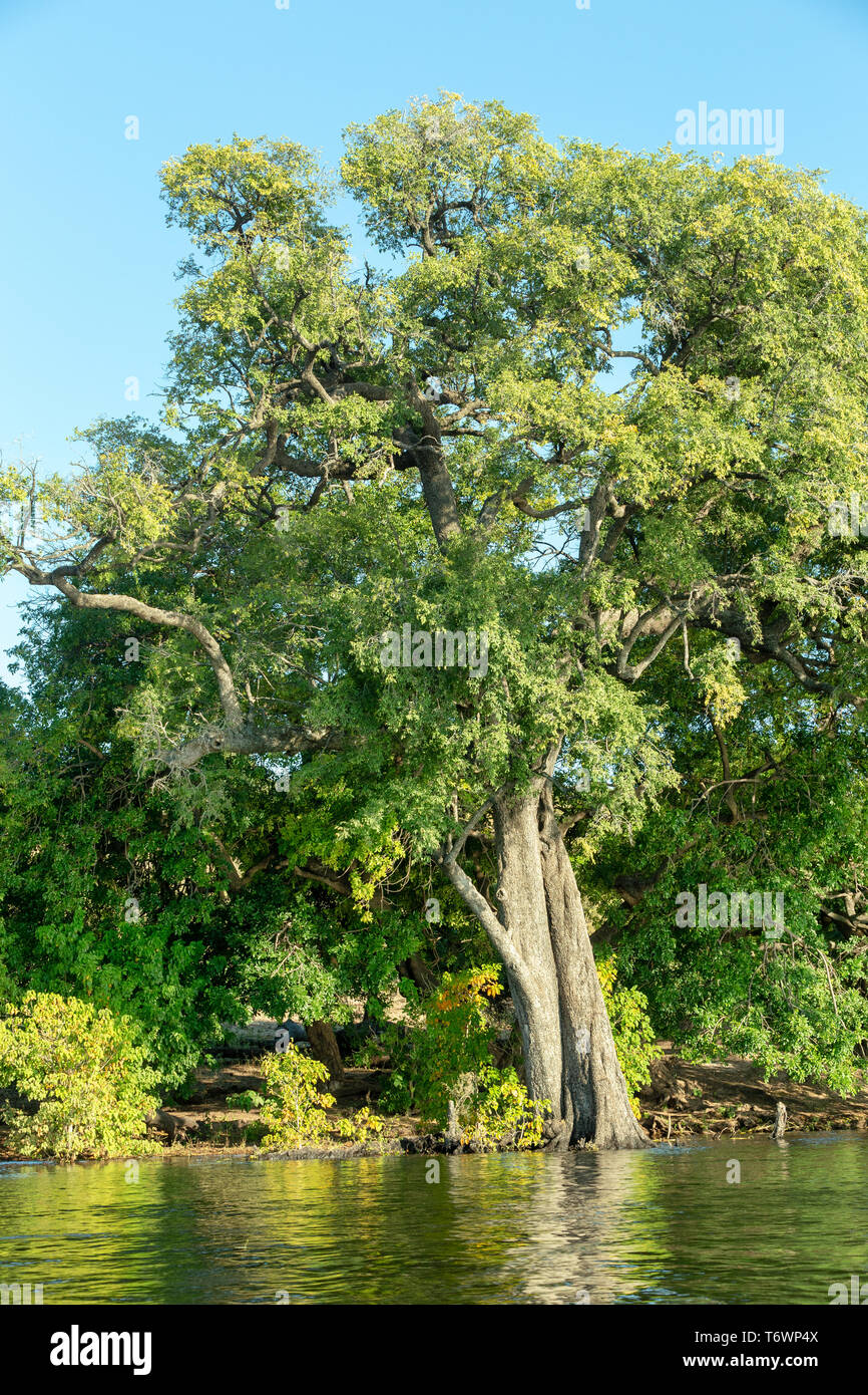 Chobe river Botswana, Africa wilderness Stock Photo - Alamy