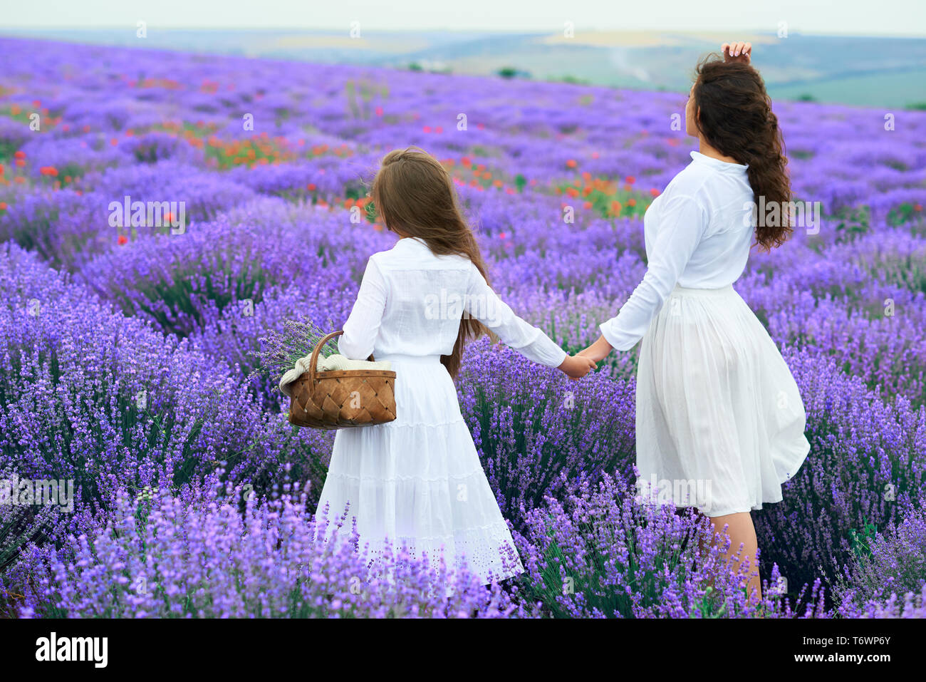 girls are in the lavender flower field, beautiful summer landscape ...