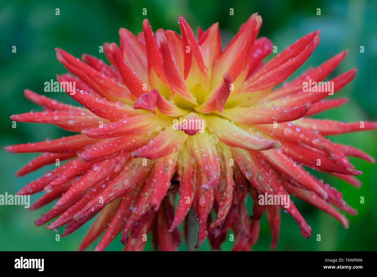 Tree dahlia hi-res stock photography and images - Alamy