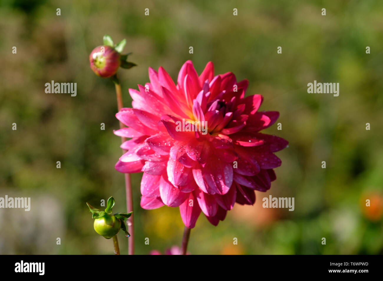 Tree dahlia hi-res stock photography and images - Alamy