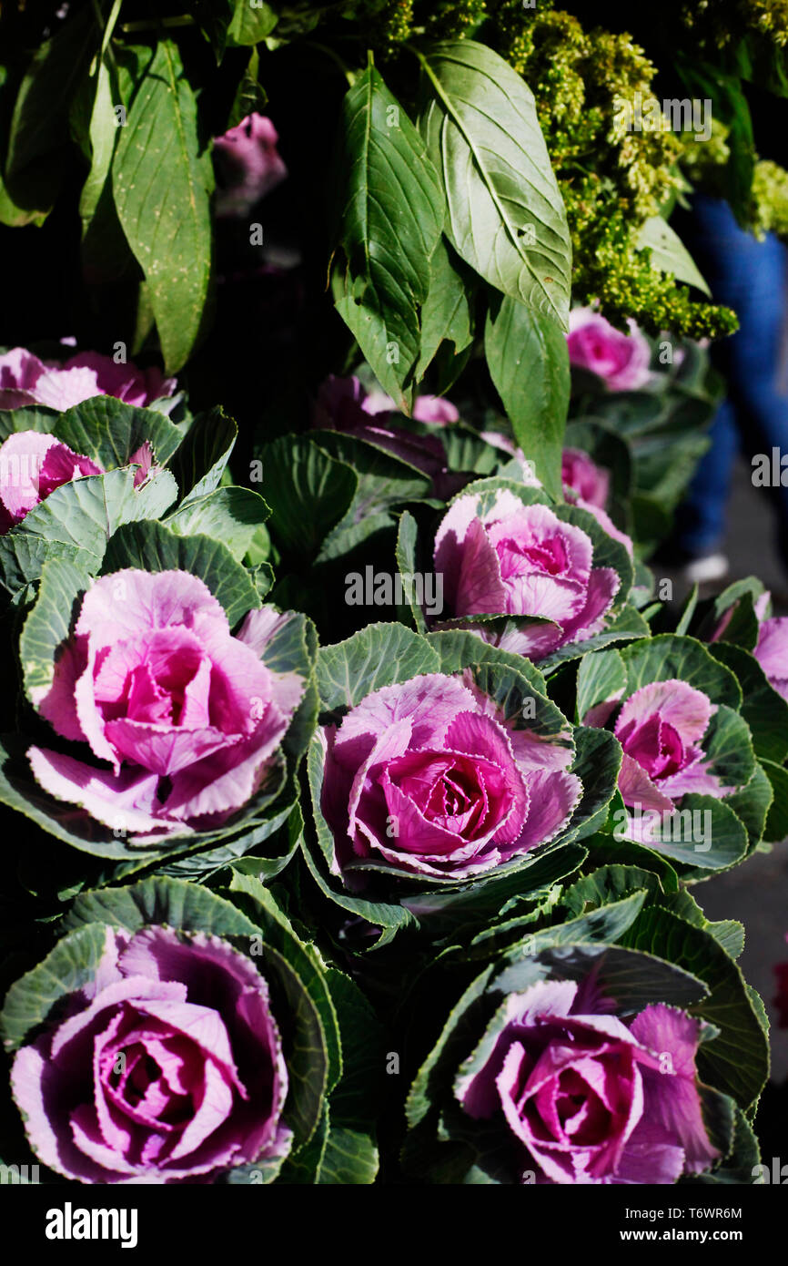 Seattle pike place market flowers hi-res stock photography and images ...