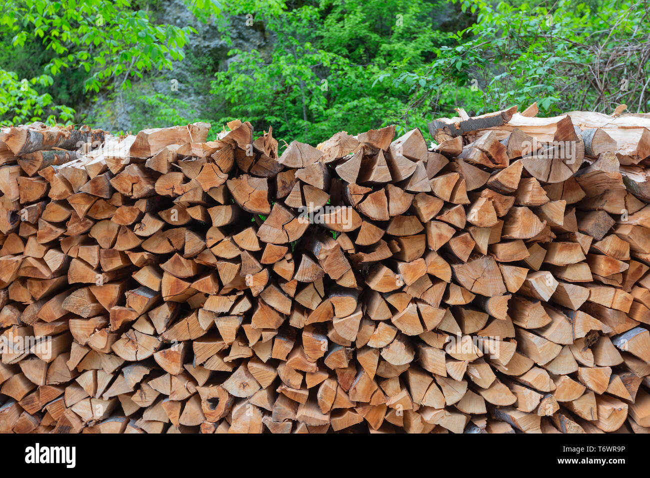 Chopped branch tree hi-res stock photography and images - Alamy