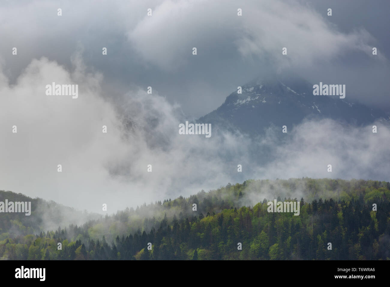 Clouds and fog in forest mountains Stock Photo - Alamy