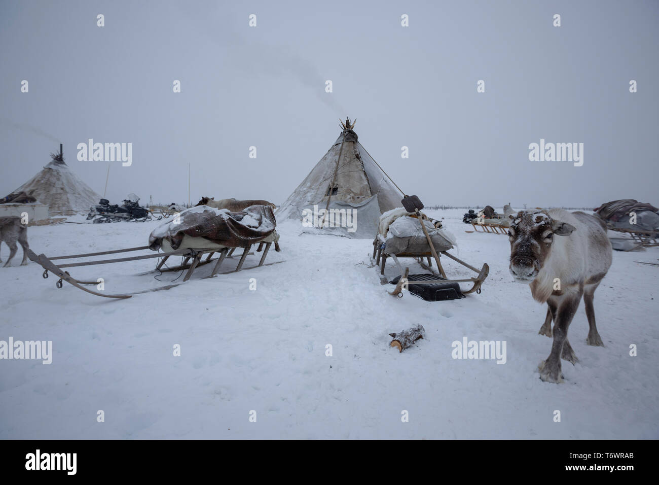 Russia, Yamal-Nenets Autonomous Region, Yamal peninsula, Nenets ...